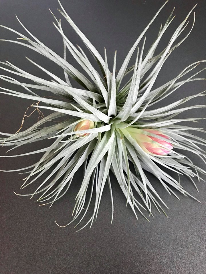 Silver clumb – Forgreenerlife.com