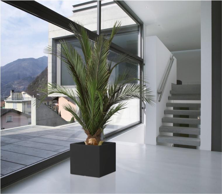 Agave palm | Forgreenerlife.com