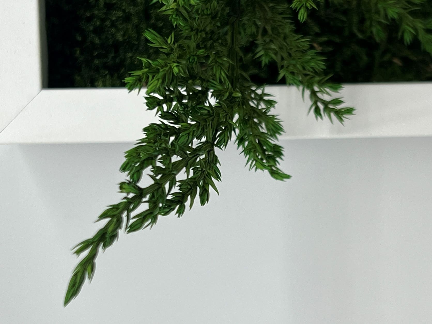 Säilitatud taimedest pilt 2_kadakas – Forgreenerlife.com