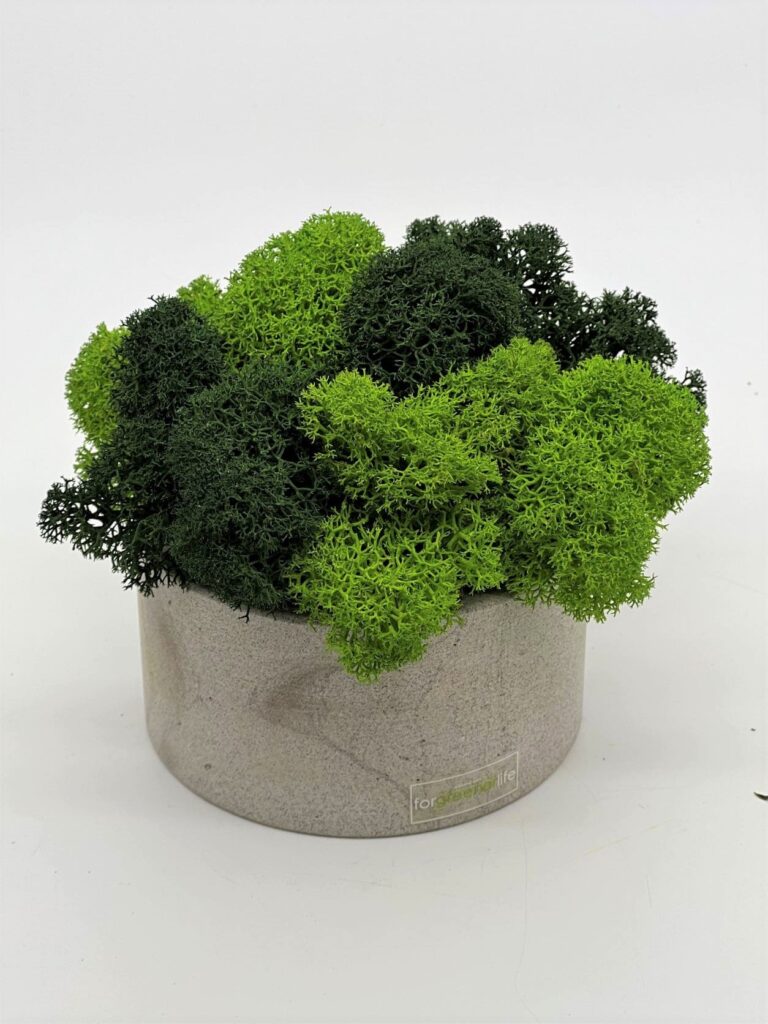 Forgreenerlife.com | Sambla ja taimeseinad, stabiliseeritud taimed