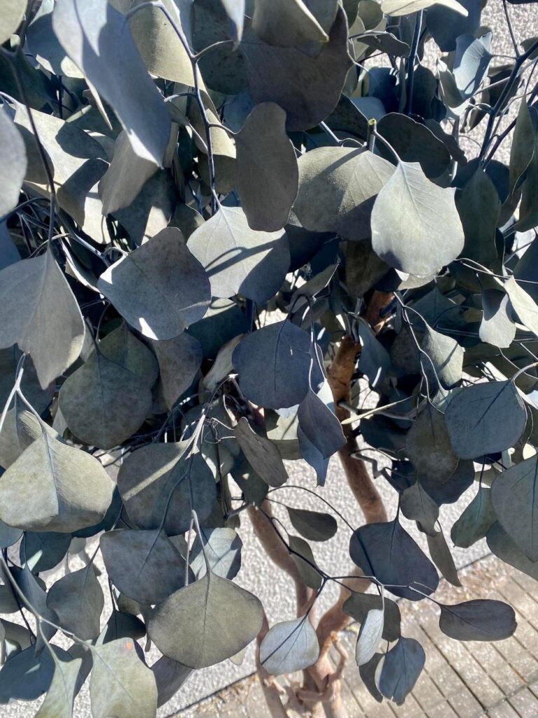 Populus tree stabilized – Forgreenerlife.com